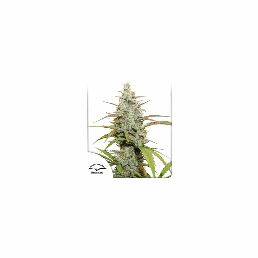 MOKUM´S TULIP AUTO X3-DUTCH PASSION